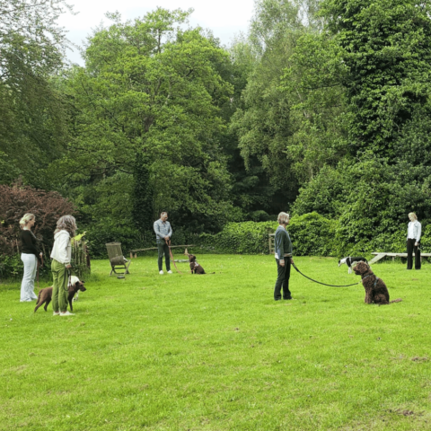 Wandelworkshop met je hond | Ontspannen samen wandelen